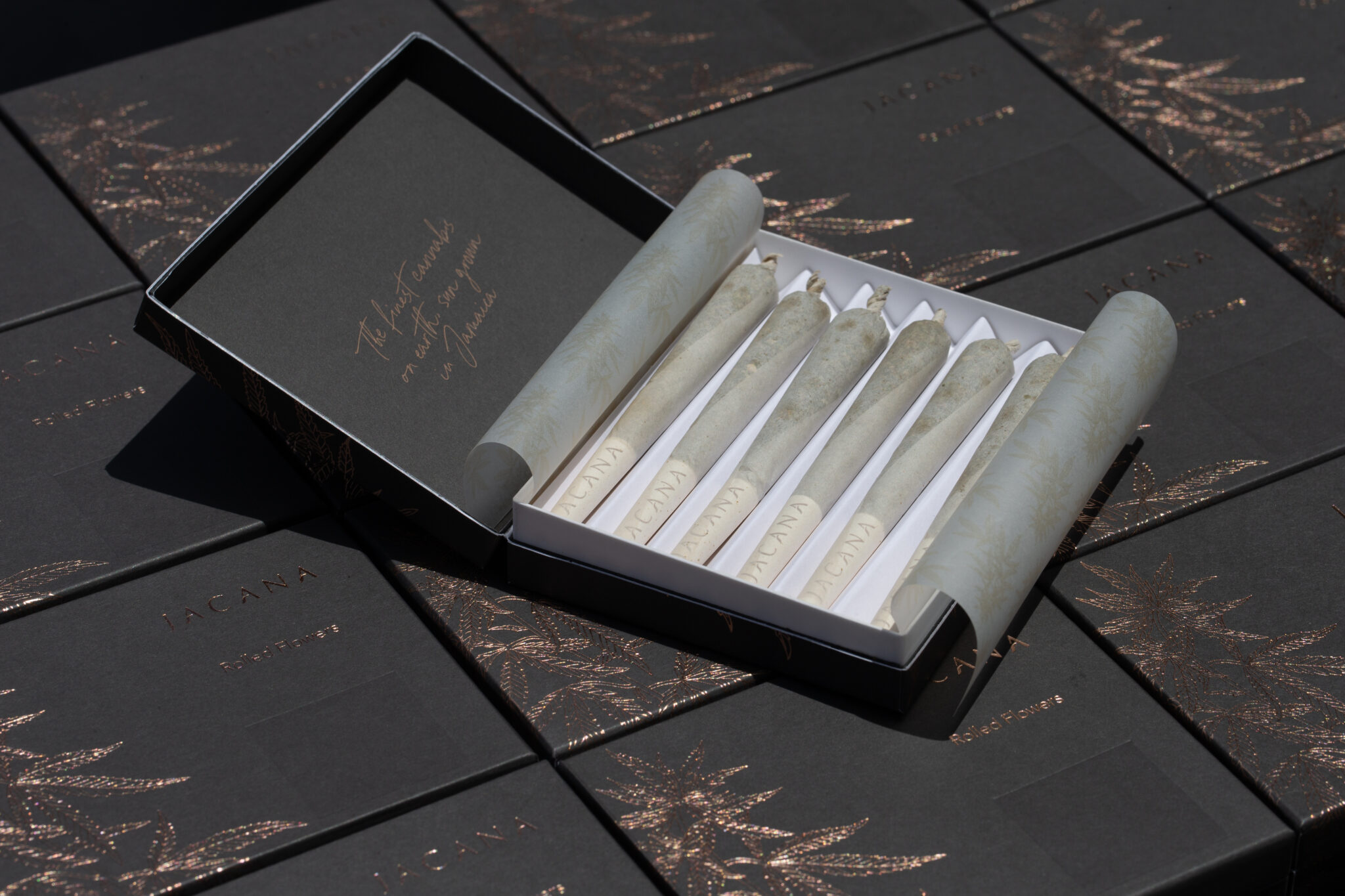 Venom OG Six Pack | Jacana Life