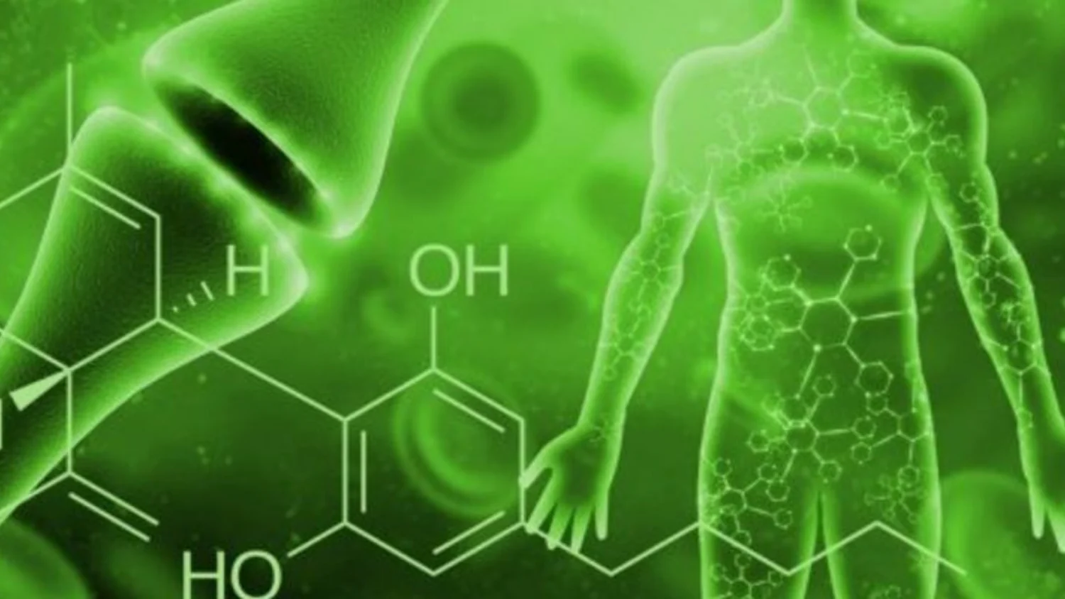 The Endocannabinoid System: Your Key to Natural Wellness