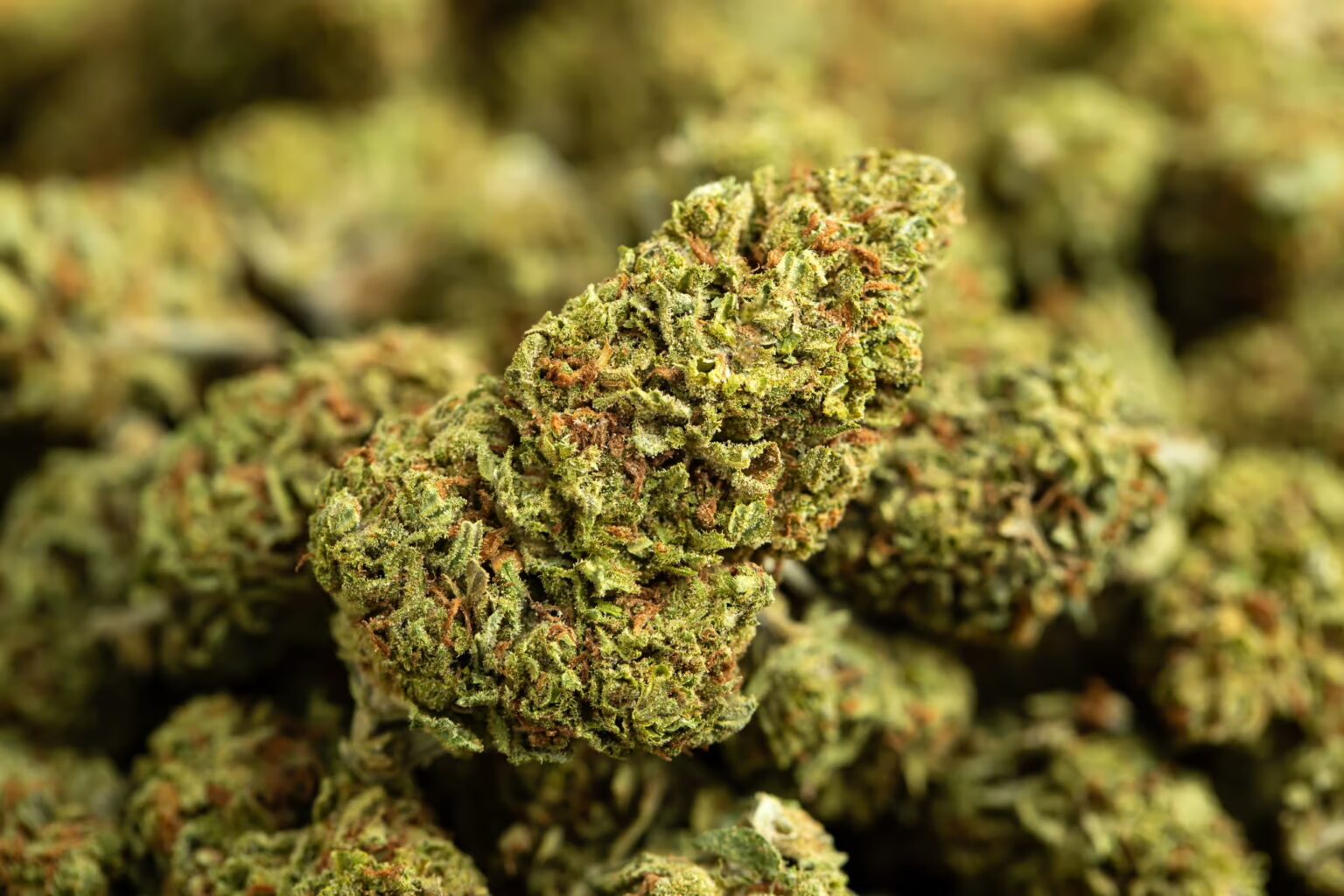 Highest THC Flower Products: Potency, Yield, and What It Means for You