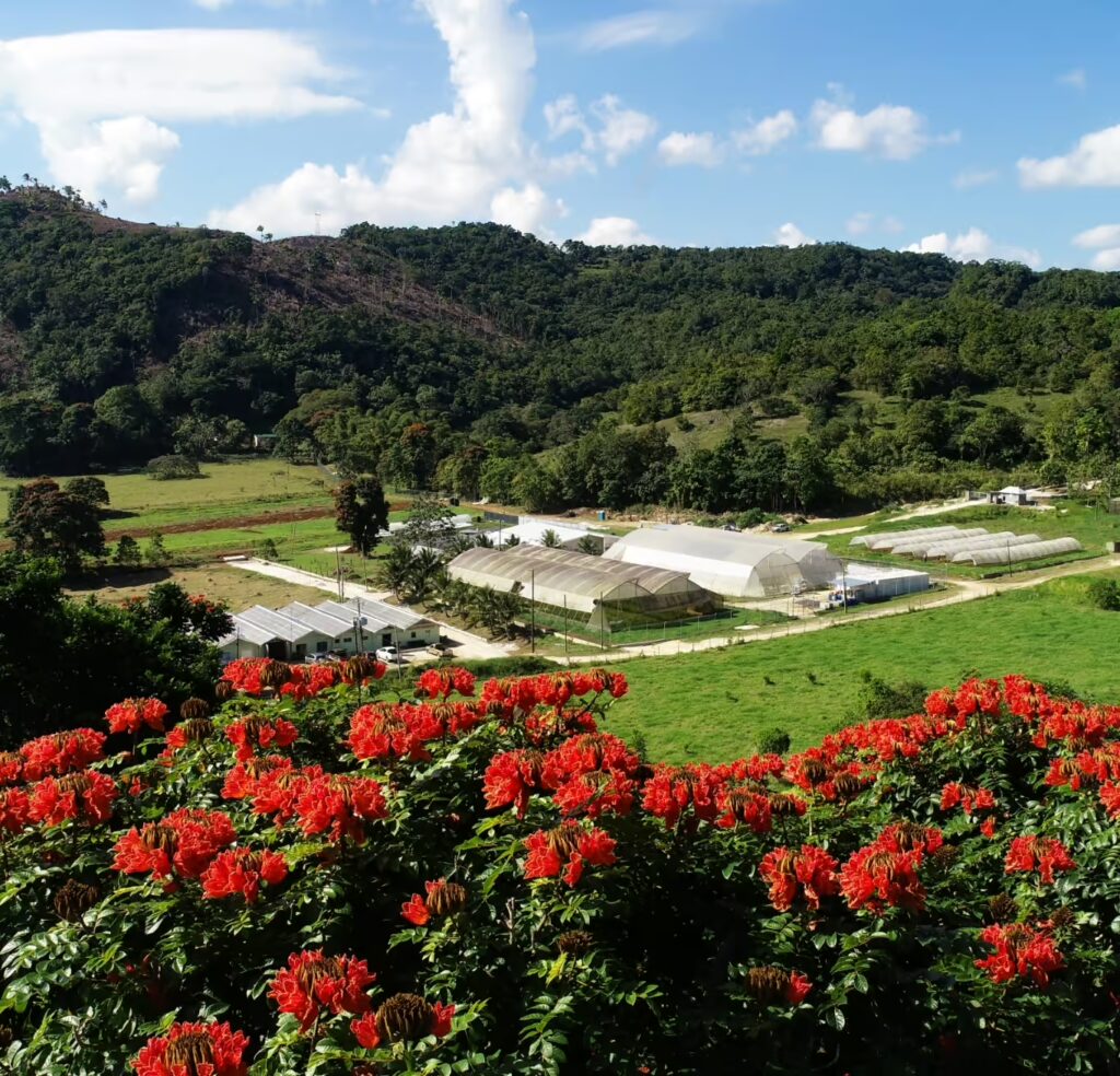 Highest THC Flower Products: Potency, Yield, and What It Means for You